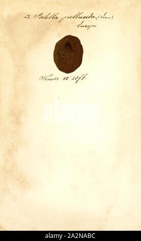 Blue-rayed Limpet - Patella pellucida Stock Photo - Alamy