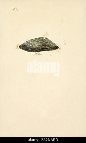 Blue-rayed Limpet - Patella pellucida Stock Photo - Alamy