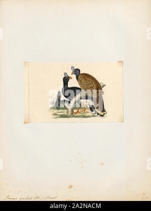 Pauxi galeata, Print, The genus Pauxi consists of the three species of ...