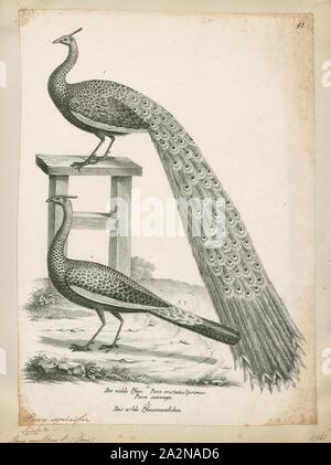 Green peafowl Pavo muticus also known as Java peafowl crossing the ...