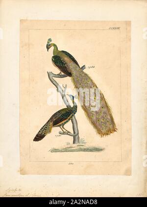 Green peafowl Pavo muticus also known as Java peafowl crossing the ...