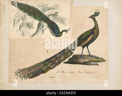 Green peafowl Pavo muticus also known as Java peafowl crossing the ...