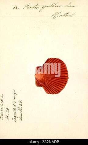 Pecten gibbus, Print Stock Photo - Alamy