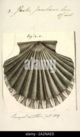 A scallop is a marine bivalve mollusc of the family Pectinidae ...