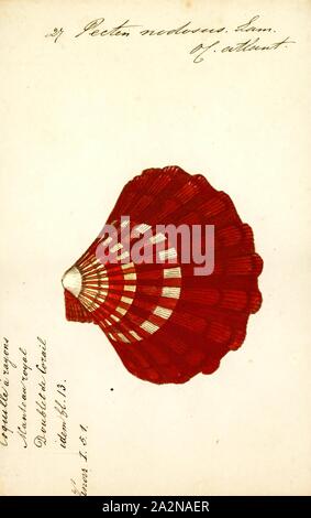 Pecten nodosus, Print Stock Photo - Alamy