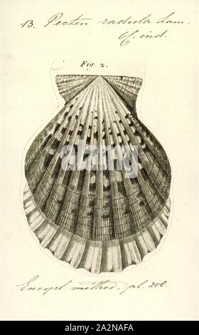 Pecten radula, Print Stock Photo - Alamy