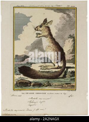 Pedetes capensis, Print, The South African springhare (Pedetes capensis ...