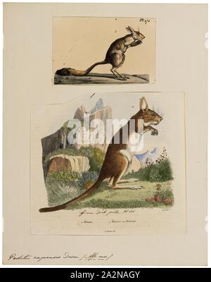 Pedetes capensis, Print, The South African springhare (Pedetes capensis ...