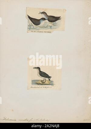 Common diving-petrel, Pelecanoides urinatrix urinatrix) at sea in the ...