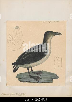 Peruvian diving petrel (Pelecanoides garnotii) on Isla Damas, Humboldt ...