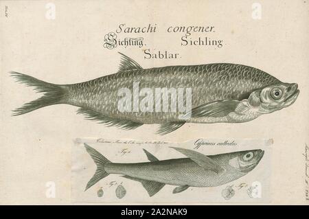 Ziege / Sichel (Pelecus cultratus) in aquarium, Finland, July Stock ...