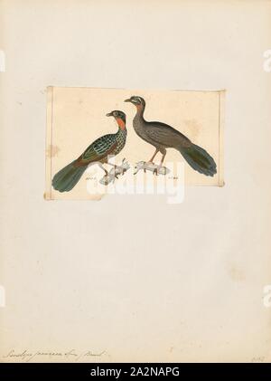Penelope jacucaca, Print, The white-browed guan (Penelope jacucaca) is ...