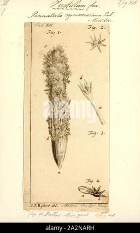 Pennatula cynomorium, Print Stock Photo - Alamy