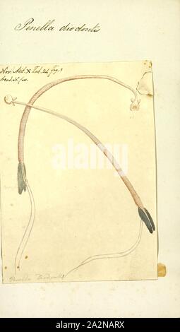 Pennella diodontis, Print, Pennella is a genus of large copepods which ...