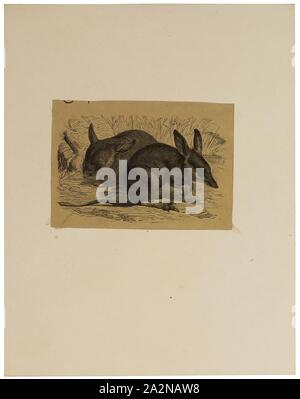Perameles lagotis, Print, Perameles is a genus of marsupials of the ...