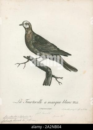 Peristera larvata, Print, 1796-1808 Stock Photo - Alamy