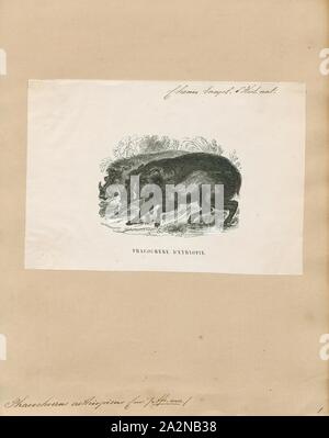 Phacochoerus aethiopicus, Print, The desert warthog (Phacochoerus ...