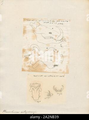 Phacochoerus aethiopicus, Print, The desert warthog (Phacochoerus ...