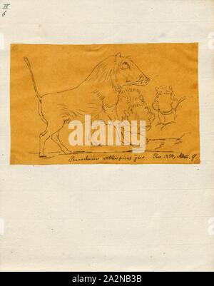 Phacochoerus aethiopicus, Print, The desert warthog (Phacochoerus ...