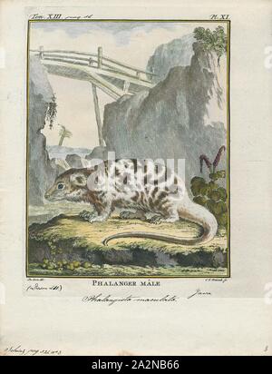 Phalangista maculata, Print, The common spotted cuscus (Spilocuscus ...