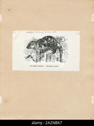 The common white spotted cuscus in the prison Stock Photo - Alamy