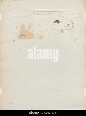 Phascolomys wombat, Print, 1700-1880 Stock Photo - Alamy
