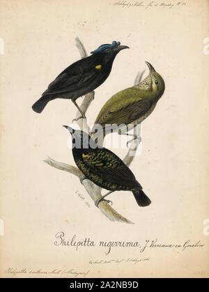 Endemic bird velvet asity Madagascar Stock Photo - Alamy