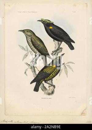 Philepitta castanea 1868 Stock Photo - Alamy
