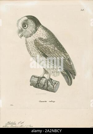 Oriental Bay Owls (Phodilus Badius), Malaysia Stock Photo - Alamy