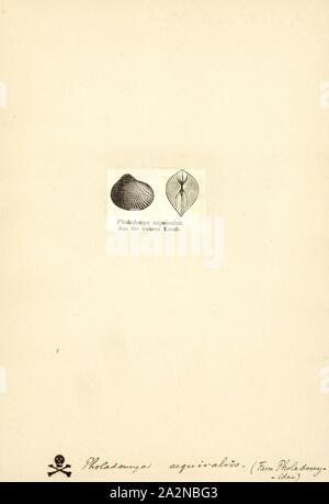 Pholadomya, Print, Pholadomya is a genus of fossil saltwater clams ...