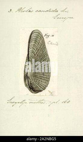 Pholas candida, Print, Pholas is a taxonomic genus of marine bivalve ...