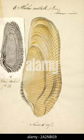Pholas, Print, Pholas is a taxonomic genus of marine bivalve molluscs ...