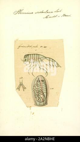 Phronima sedentaria, Print, Phronima sedentaria is a species of ...