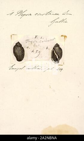 Physa, Print, Physa is a genus of small, left-handed or sinistral, air ...