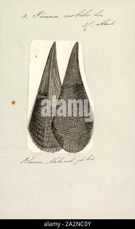 noble pen shell, fan mussel, salt-water clam, mediterranean / (Pinna ...