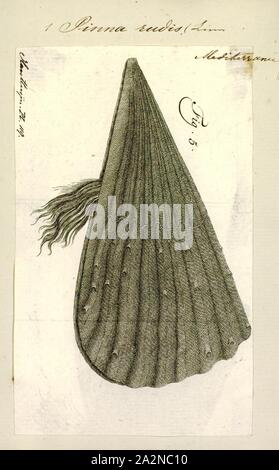 Rough pen shell (Pinna rudis) in Mar de las Calmas Marine Reserve (El ...