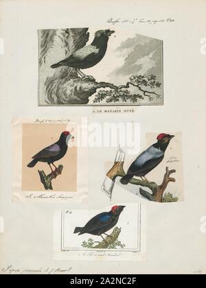 Pipra pareola, Print, Pipra is a genus of bird in the Pipridae family ...