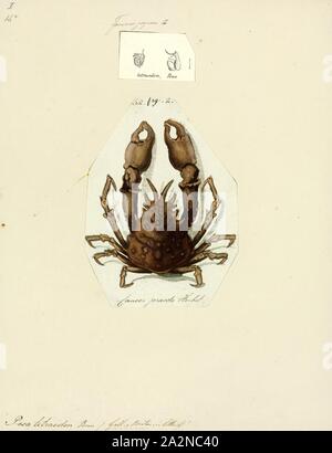 Four-horned Spider Crab - Pisa tetradon Stock Photo - Alamy