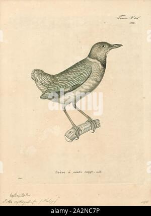 Philippine pitta or blue-breasted pitta, Erythropitta erythrogaster ...
