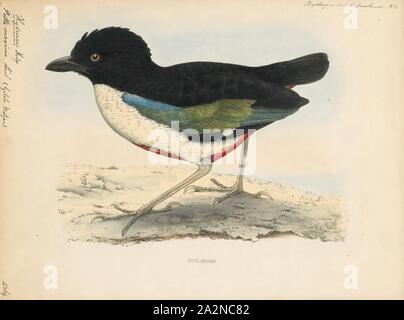 Ivory-breasted pitta (Pitta maxima), endemic bird of Halmahera ...