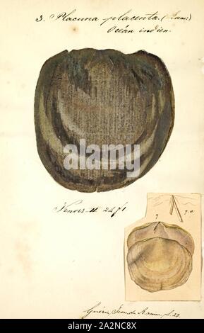 Placuna placenta, Print, The windowpane oyster (Placuna placenta) is a ...