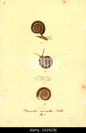Planorbis carinatus, Print, Planorbis carinatus is species of air ...