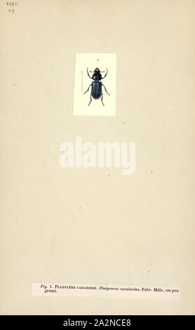 Platycerus, Print, Platycerus is a genus of stag beetles (Lucanidae ...