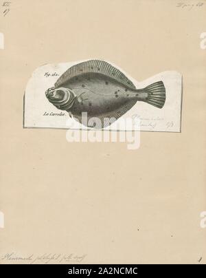 European plaice (Pleuronectes platessa) is a commercially flatfish with ...