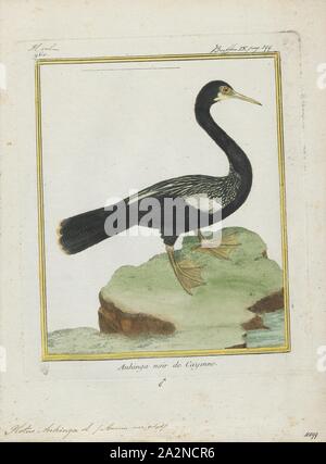 Anhinga (Anhinga anhinga) called snakebird, means devil bird or snake ...