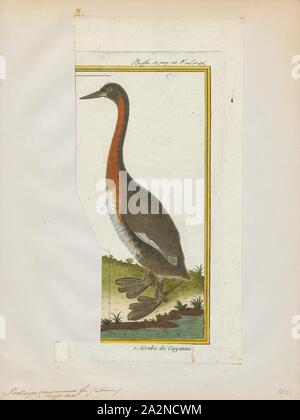 Great Grebe (Podiceps major Stock Photo - Alamy