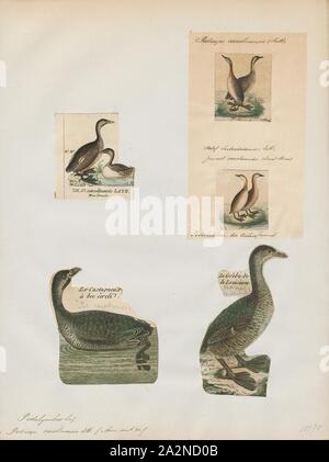 The Pied-Billed Grebe, a species of water bird, is captured in a 1931 ...