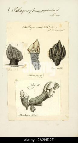 Goose or Leaf Barnacle (Pollicipes polymerus) on rocky shore habitat ...