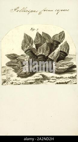 Goose or Leaf Barnacle (Pollicipes polymerus) on rocky shore habitat ...