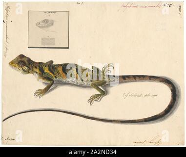 Monkey lizard (Polychrus marmoratus Stock Photo - Alamy